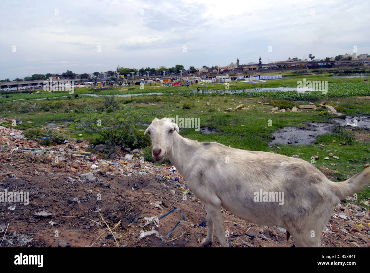 A GOAT NEAR A WASTE DUMP IN MADURAI TAMILNADU Stock Photo - Alamy