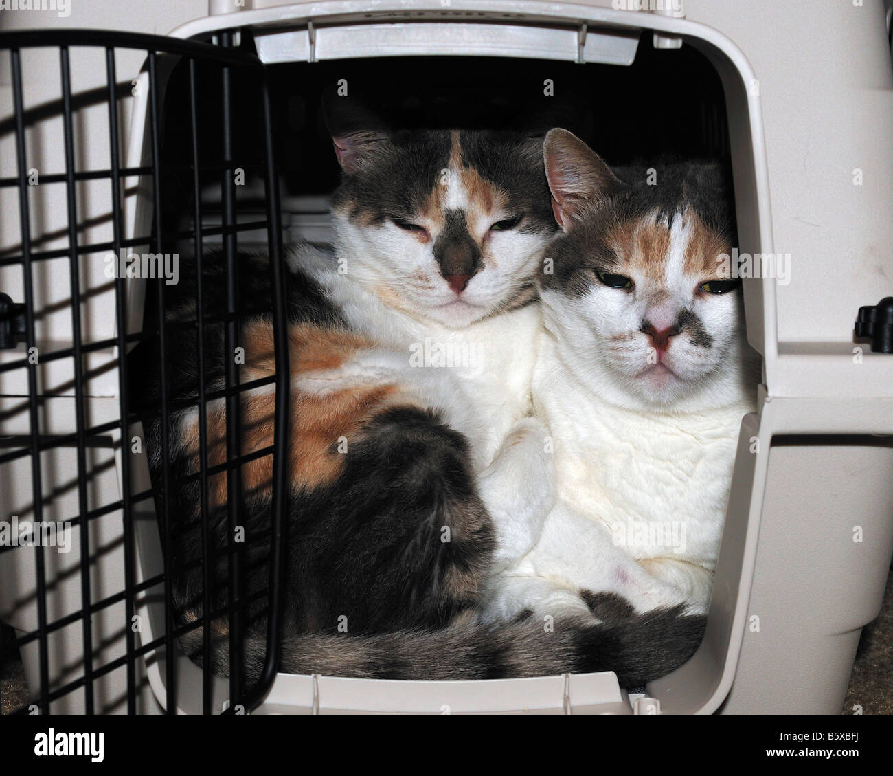 Cats in a cradle (transport box Stock Photo - Alamy