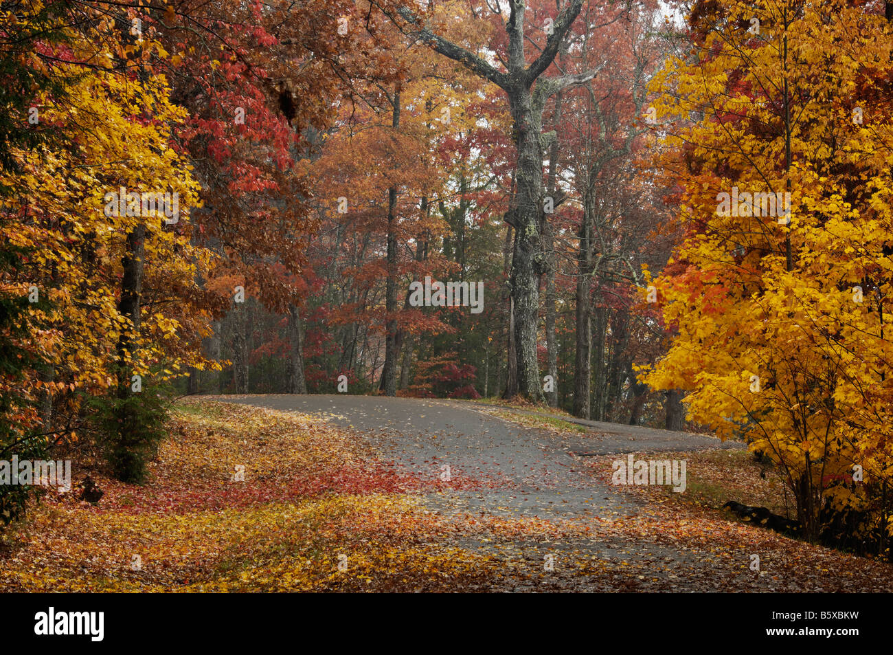 Road Through Rainy Autumn Forest in Fall Creek Falls State Park ...