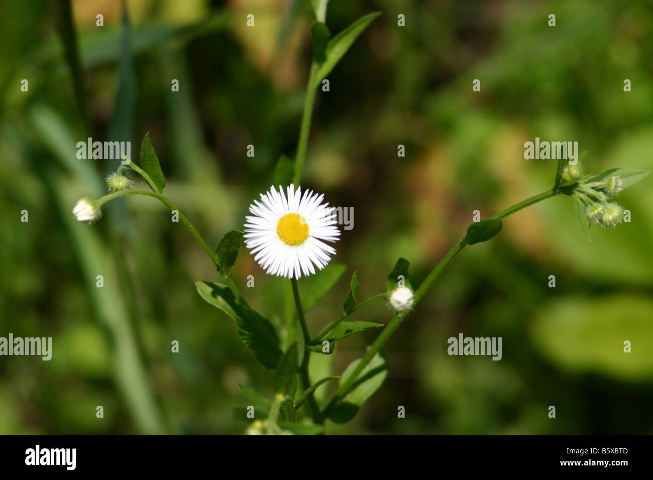 A close-up of a daisy flower, against a back-drop of green foliage ...