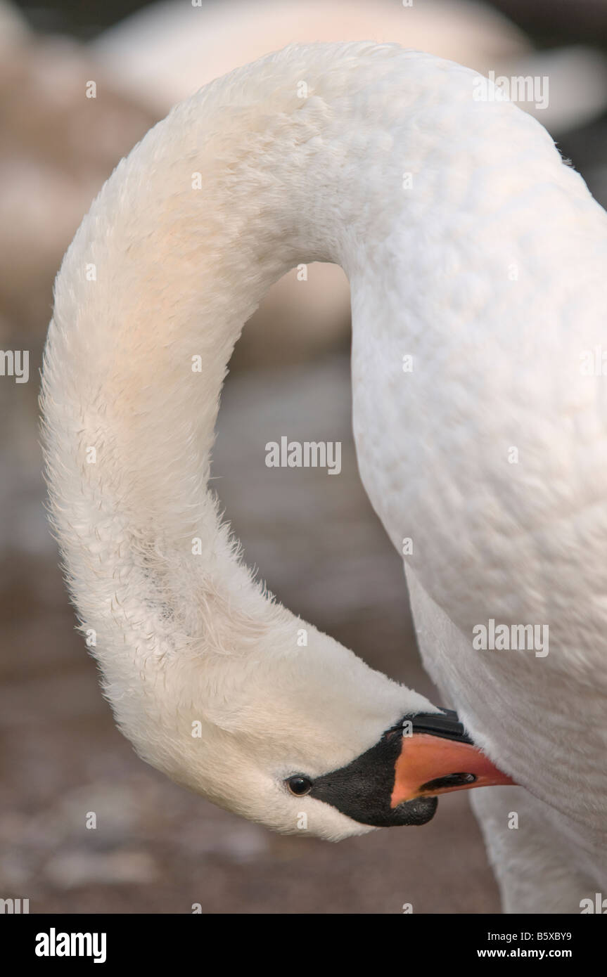Mute Swan preening its feathers photographed from close up Stock Photo ...