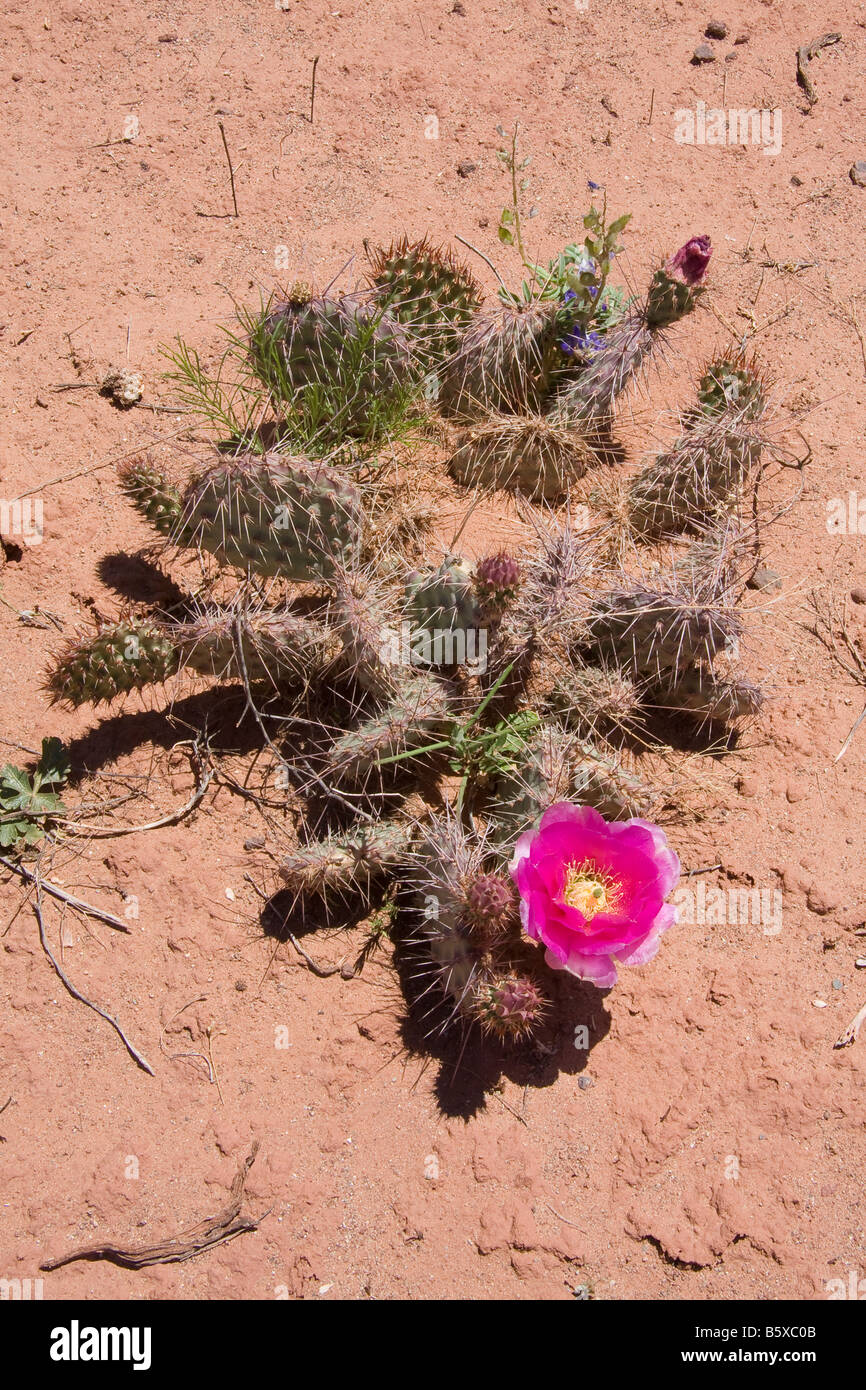 A flowering prickly pear cactus in a desert of southern Utah Stock ...
