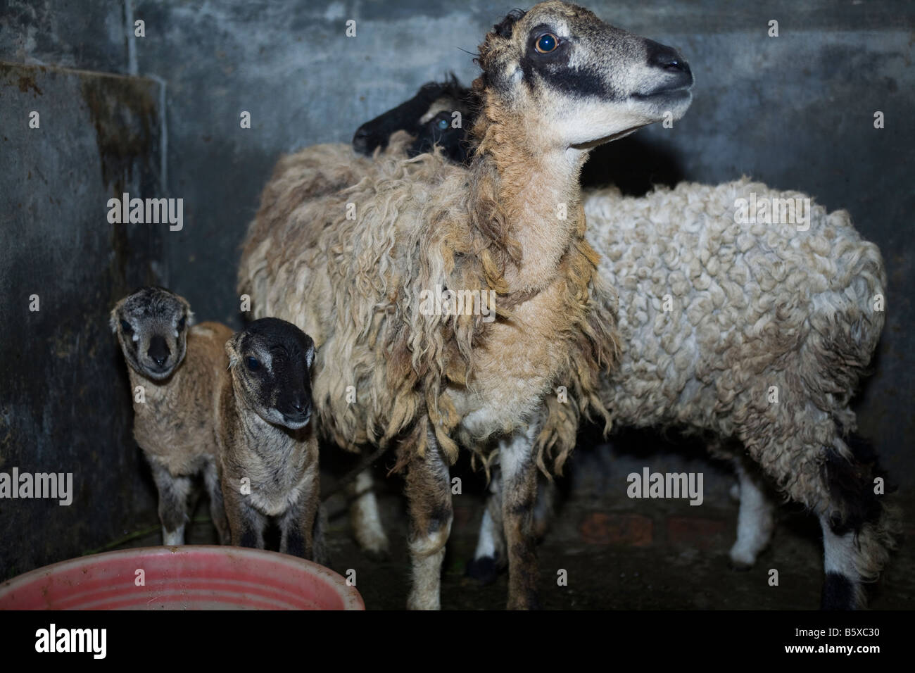 a sheep family Stock Photo - Alamy