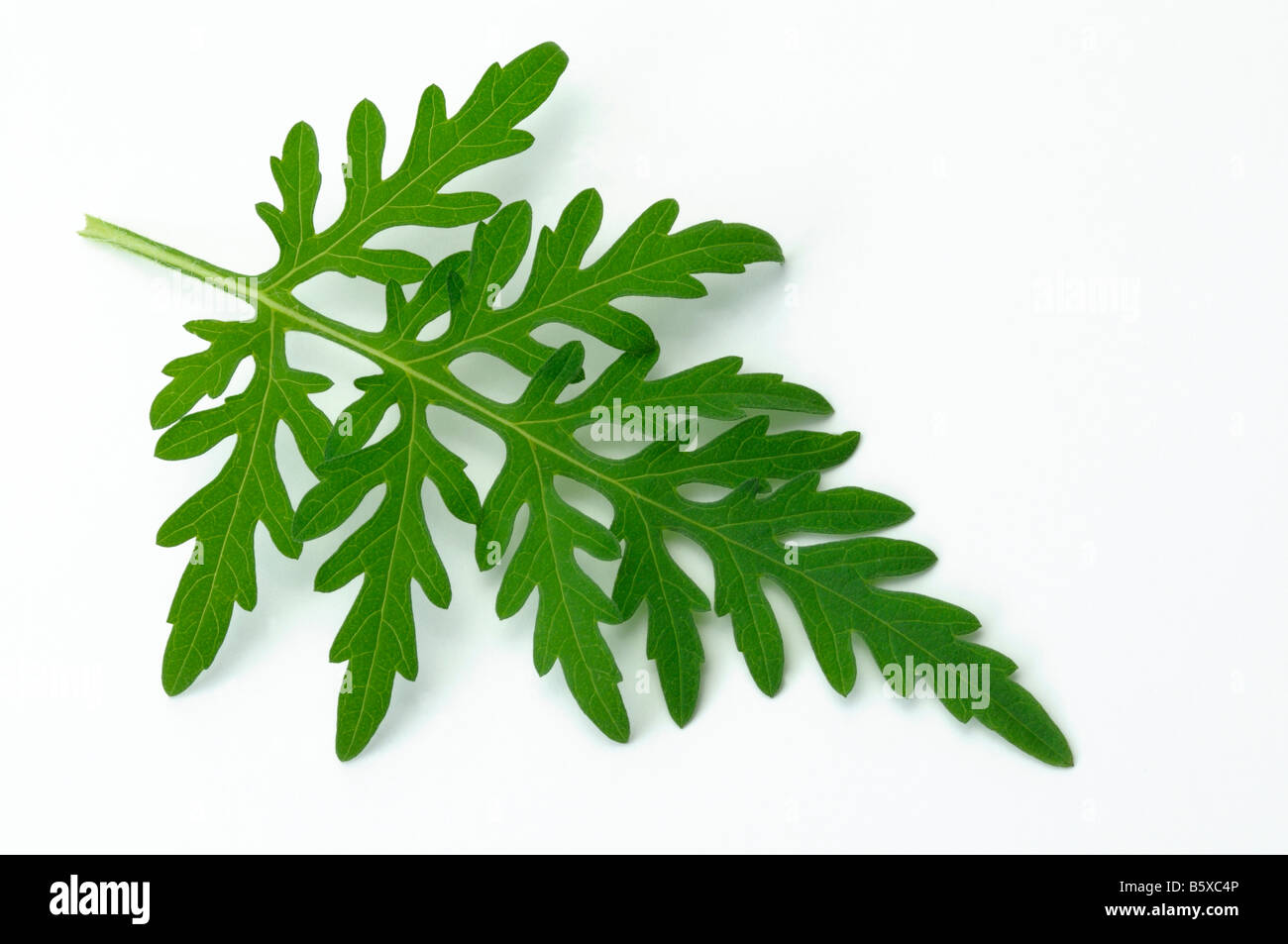 Annual Ragweed, Common Ragweed (Ambrosia artemisiifolia), leaf, studio ...