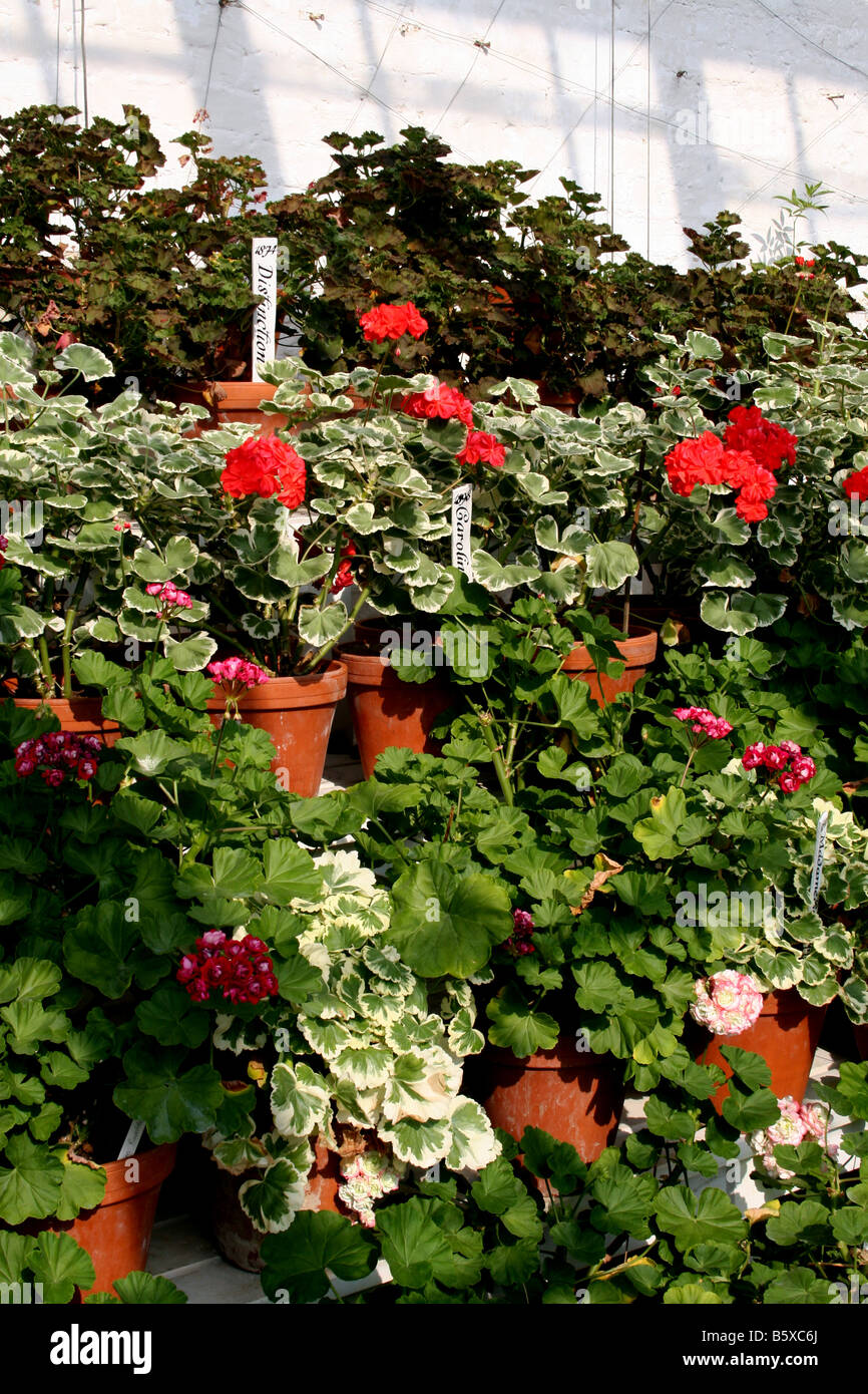 Pelargonium pots hi-res stock photography and images - Alamy