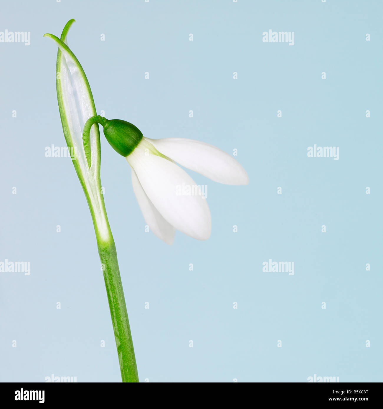 White Snowdrop Flower on Light Blue Background Stock Photo - Alamy