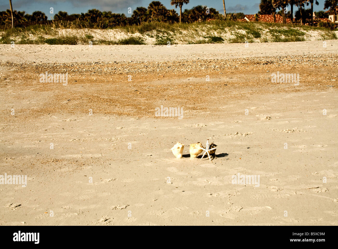 Three conch shells hi-res stock photography and images - Alamy