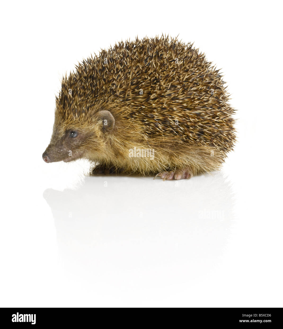 Mammal Cut Out Stock Images & Pictures - Alamy