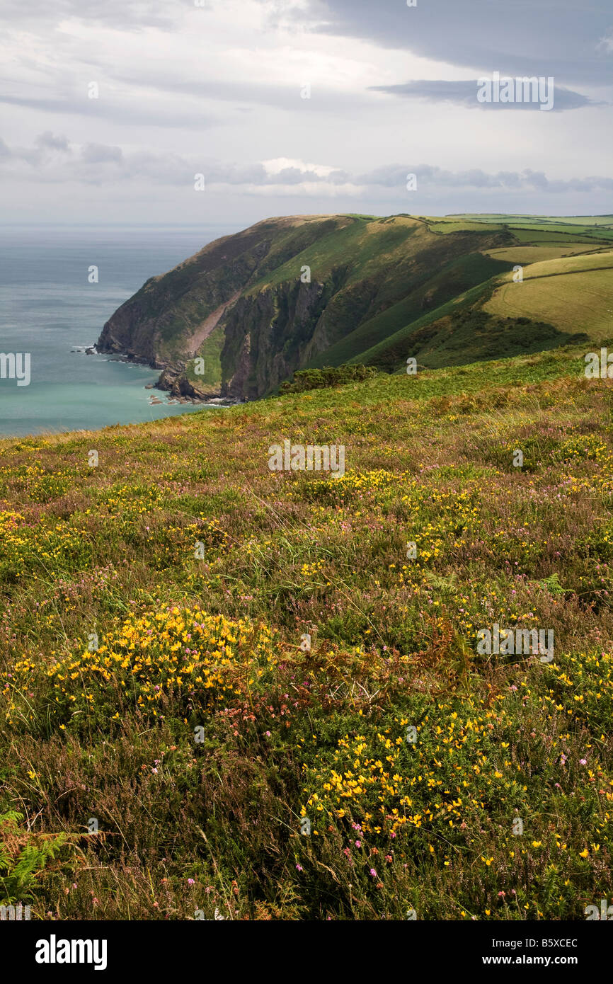 trentishoe cliffs exmoor north devon Stock Photo - Alamy