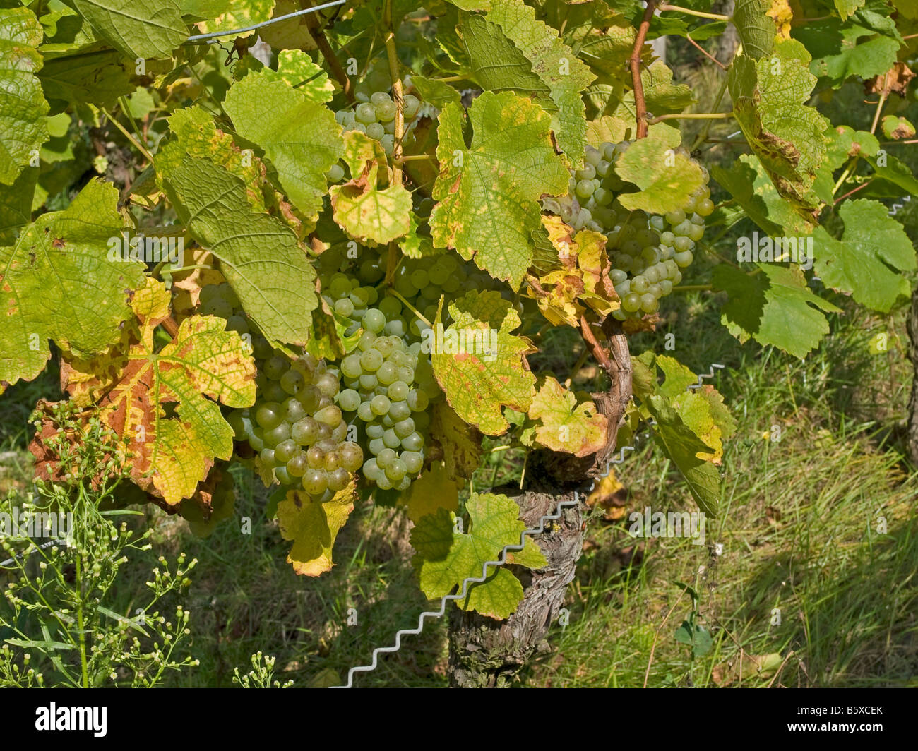 ripe grapes hanging on vines grapevine in vineyard in Mainfranken ...