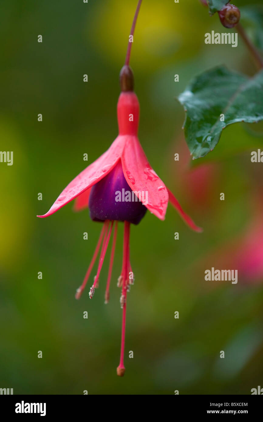 Fuchsia hi-res stock photography and images - Alamy