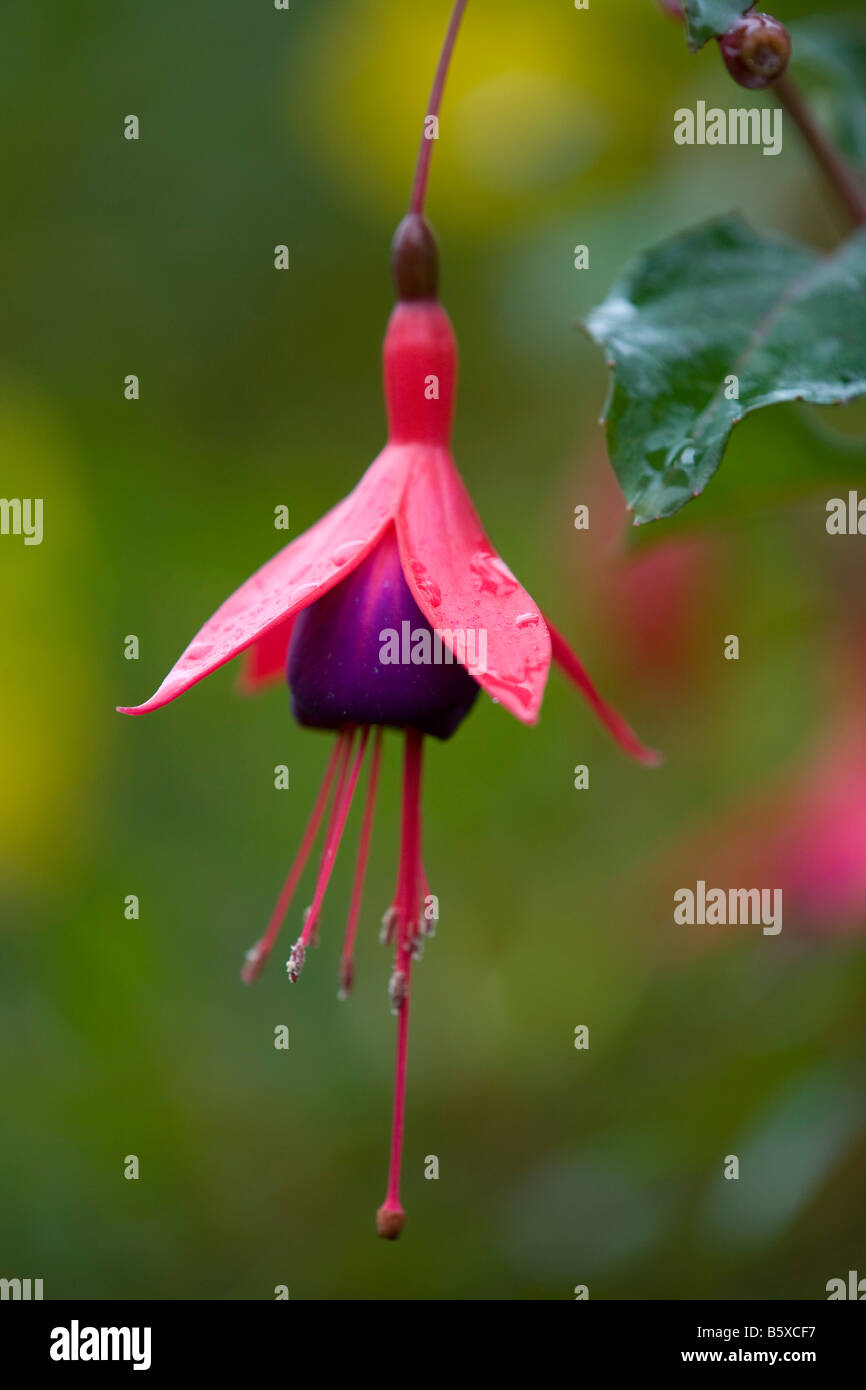 Fuchsia pink flower hi-res stock photography and images - Alamy