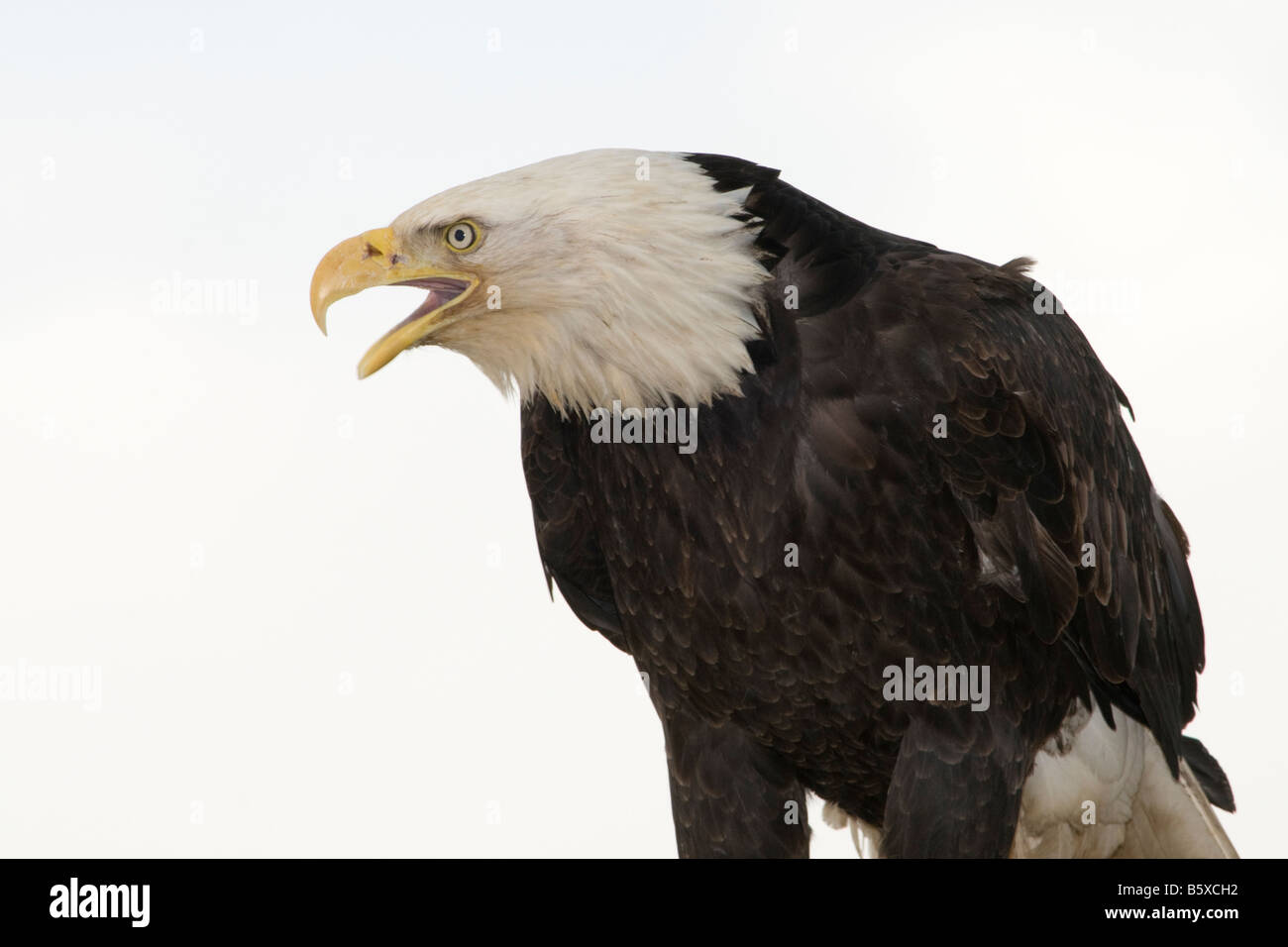 bald eagle with open beak Stock Photo - Alamy
