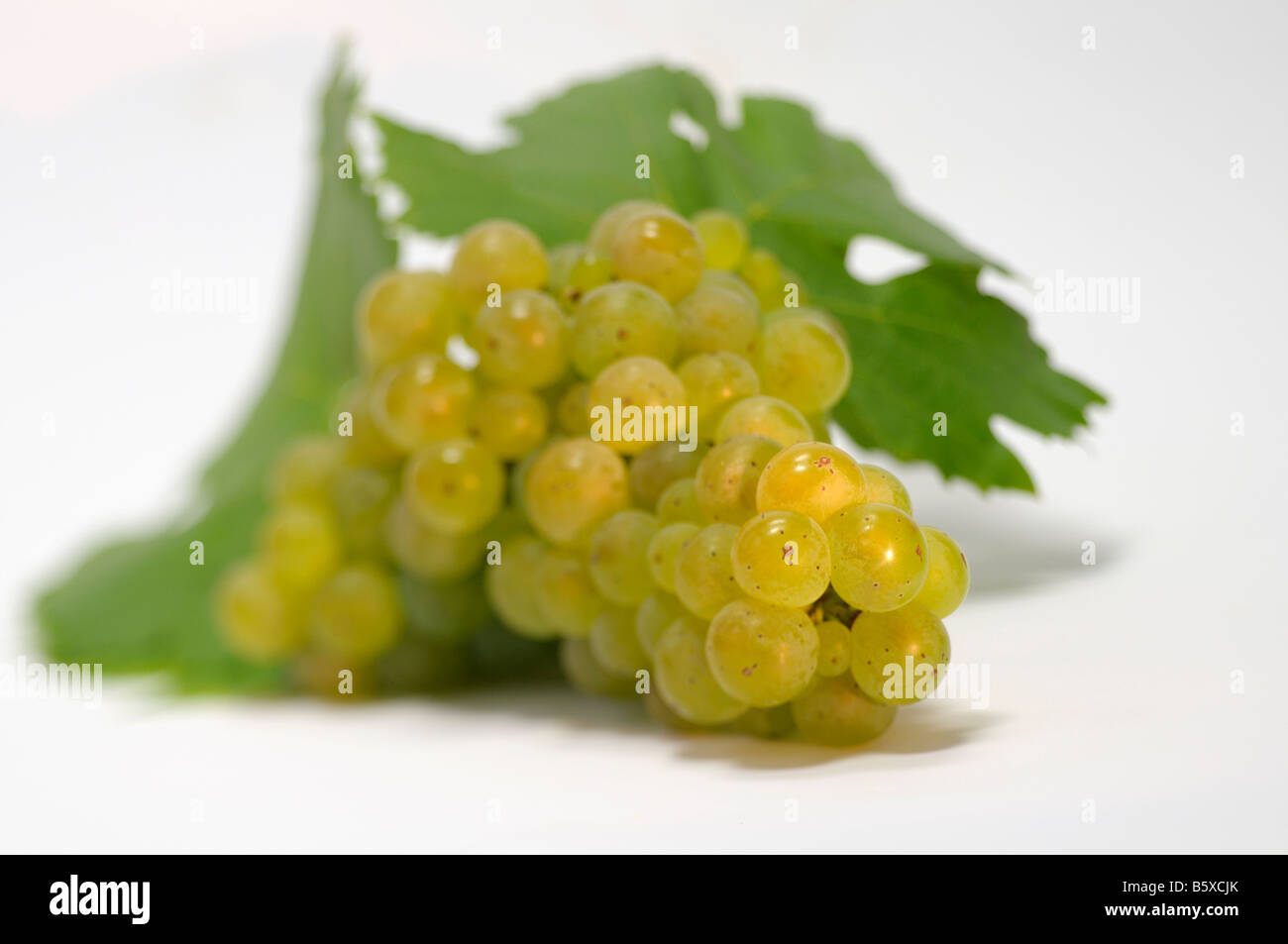 Grape Vine (Vitis vinifera), variety: Riesling, grape and leaves ...