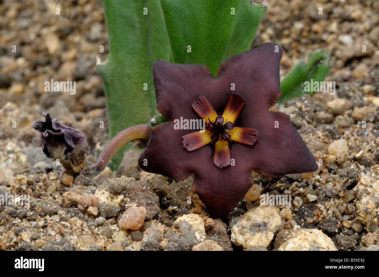 Carrion flower stapelia hi-res stock photography and images - Alamy