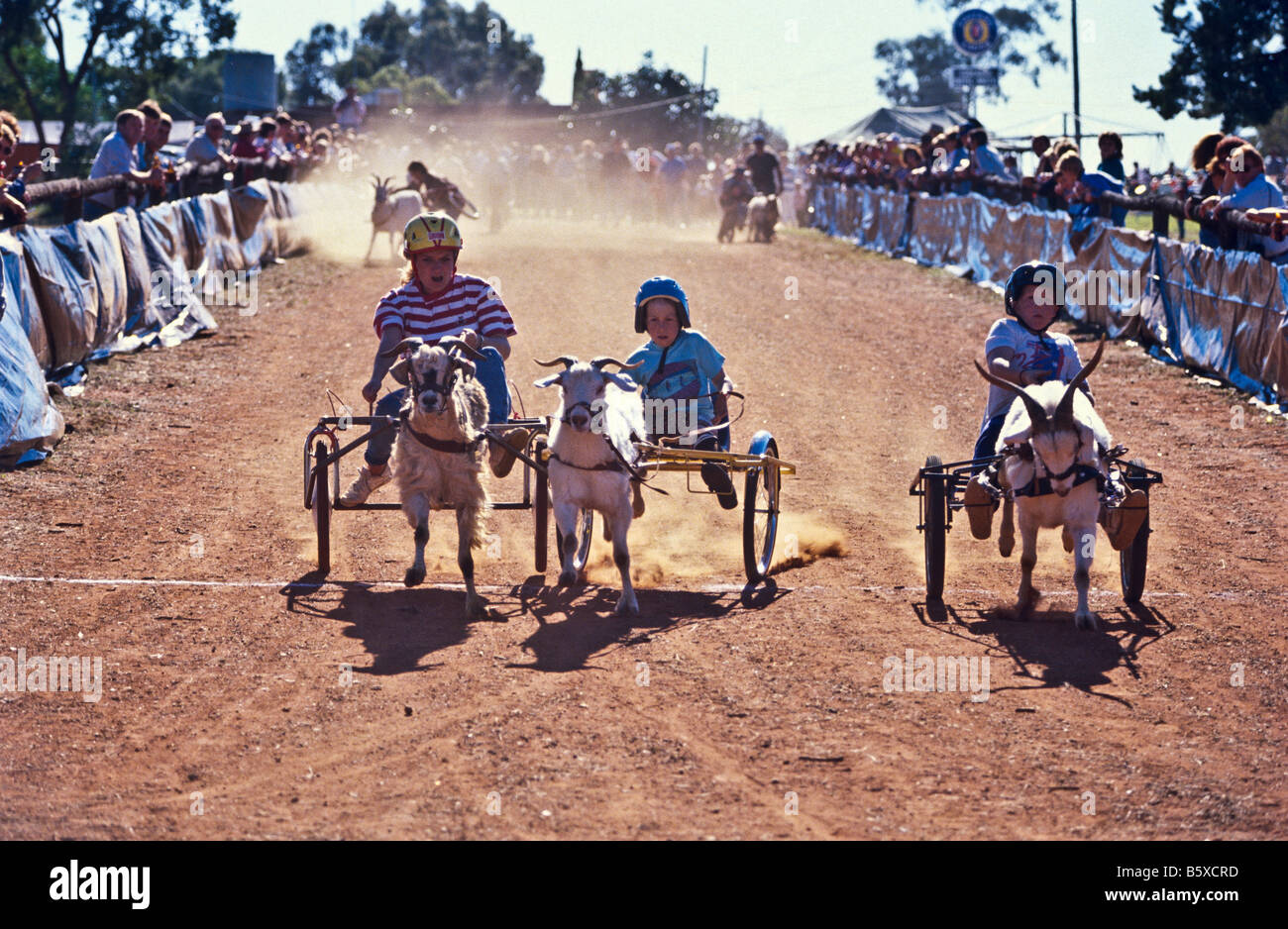 Goat racing, outback Australia Stock Photo - Alamy