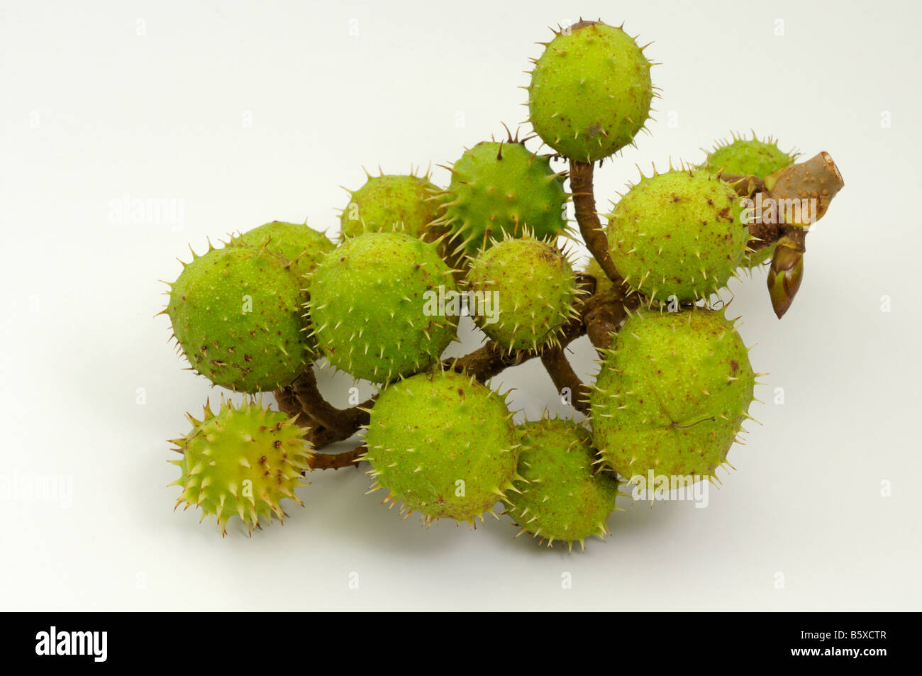 Horse Chestnut (Aesculus hippocastanum), twig with unripe fruit, studio ...