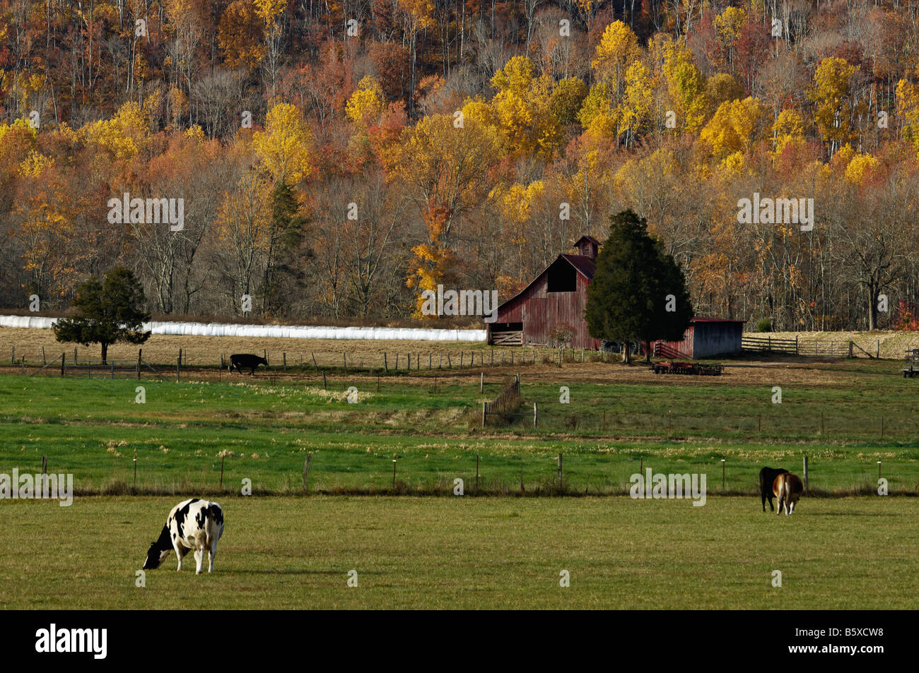 Red barn cow hi-res stock photography and images - Alamy