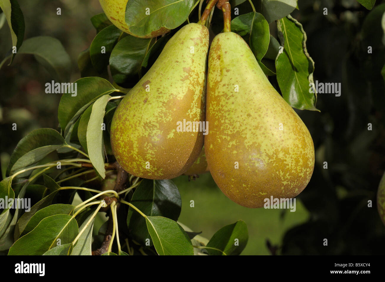 Conference pear tree hi-res stock photography and images - Alamy