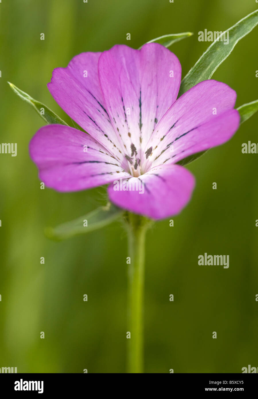 Common Corncockle Flower Agrostemma githago Stock Photo - Alamy