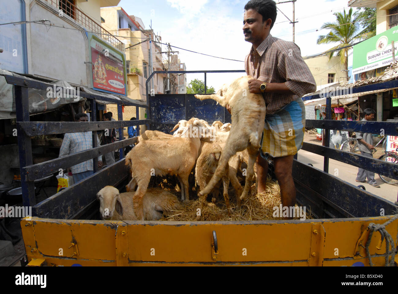 Sale of goats hi-res stock photography and images - Alamy