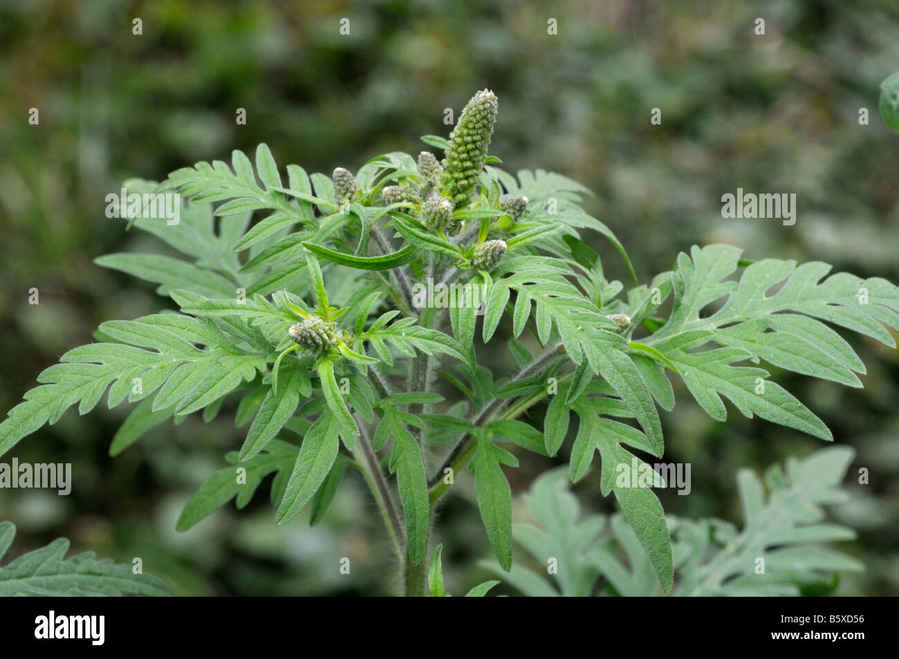 Annual Ragweed, Common Ragweed (Ambrosia artemisiifolia) (Ambrosia ...