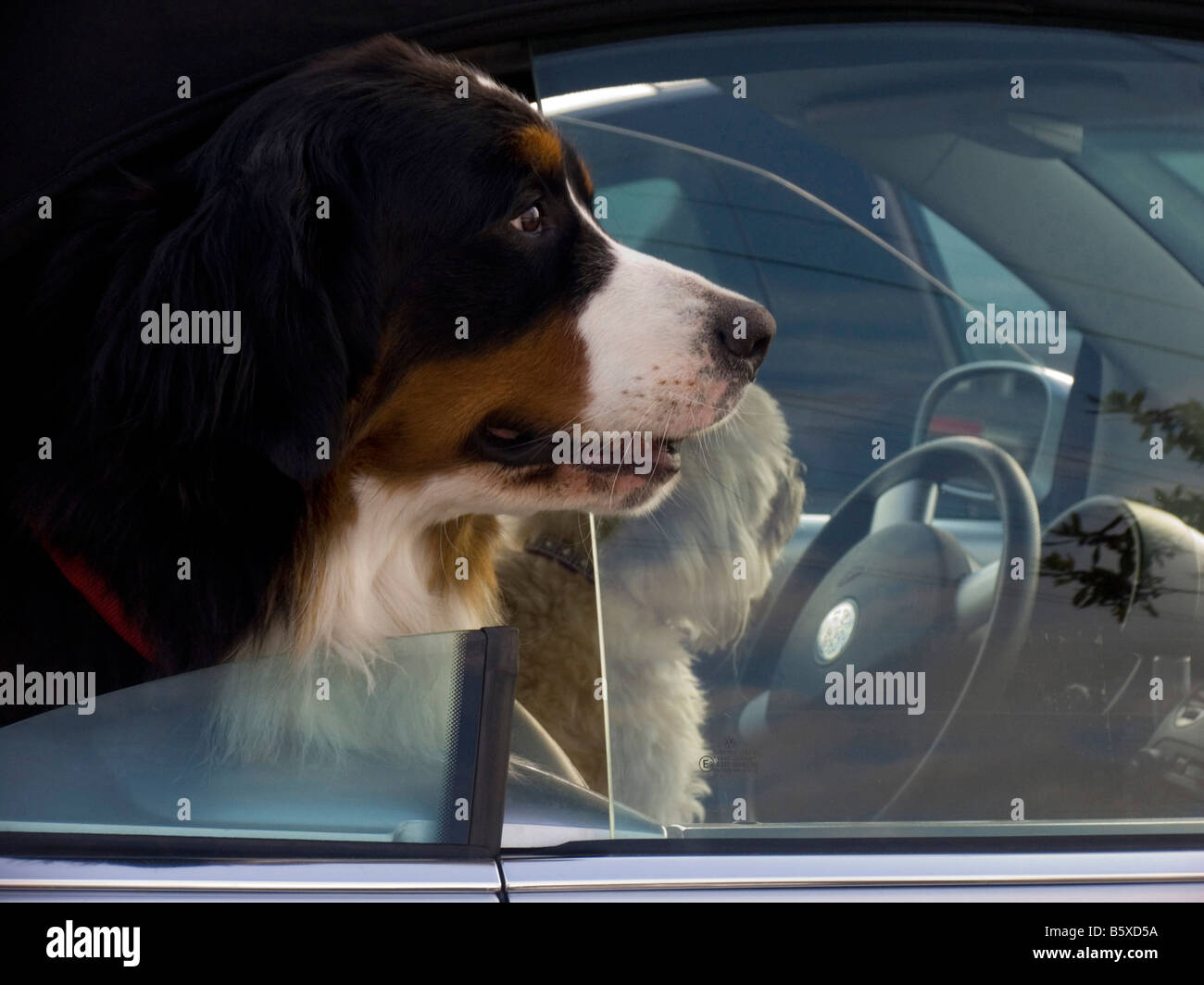 Funny dogs in car hi-res stock photography and images - Alamy