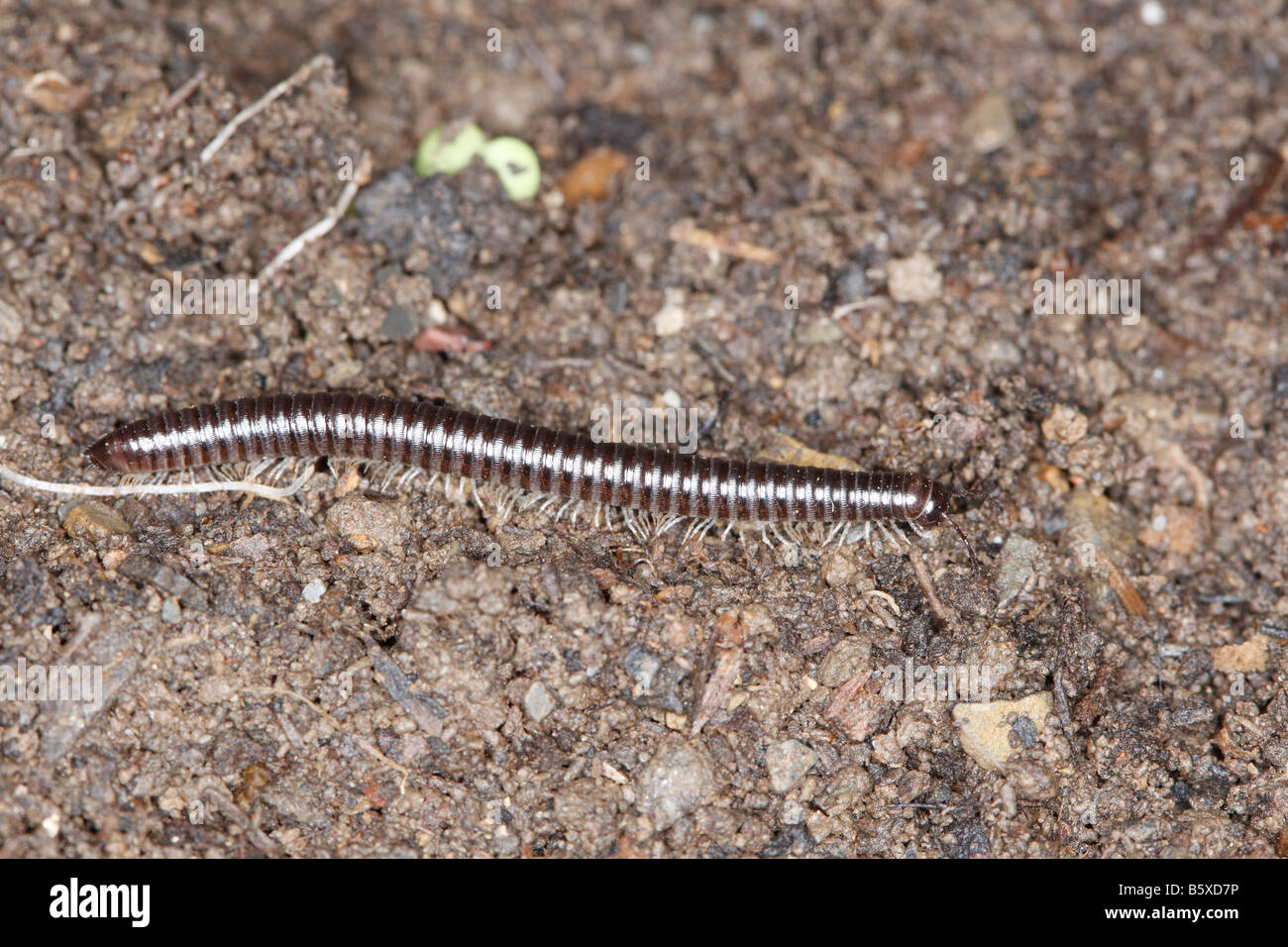 BLACK MILLIPEDE Cylindroiulus spp MOVING OVER SOIL SIDE VIEW Stock ...