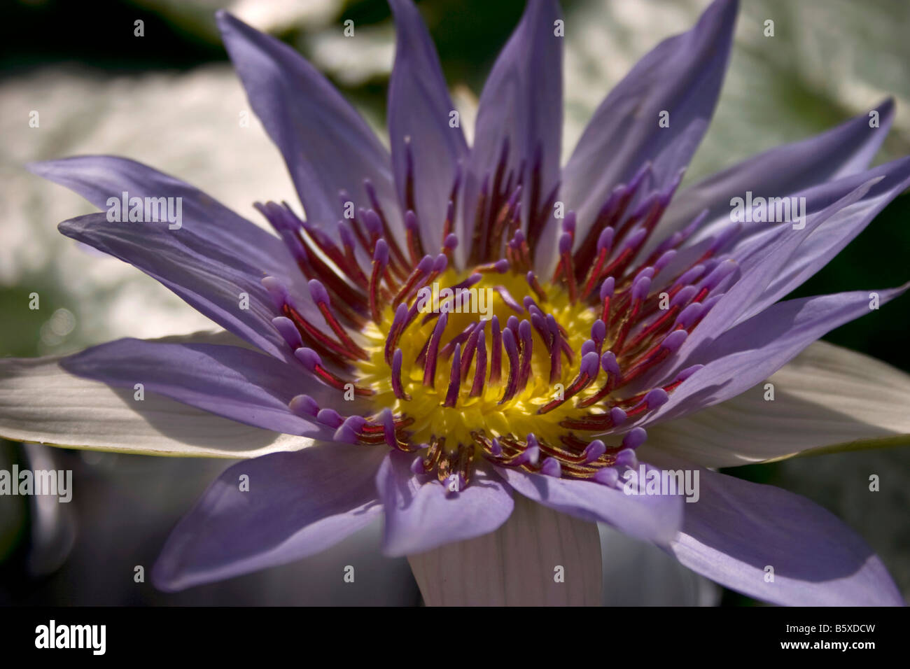 Egyptian blue lotus hi-res stock photography and images - Alamy