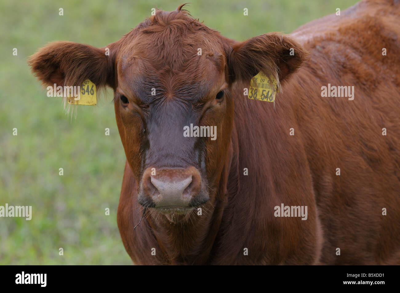 German Angus Cattle (Bos taurus), portrait of red individual Stock ...
