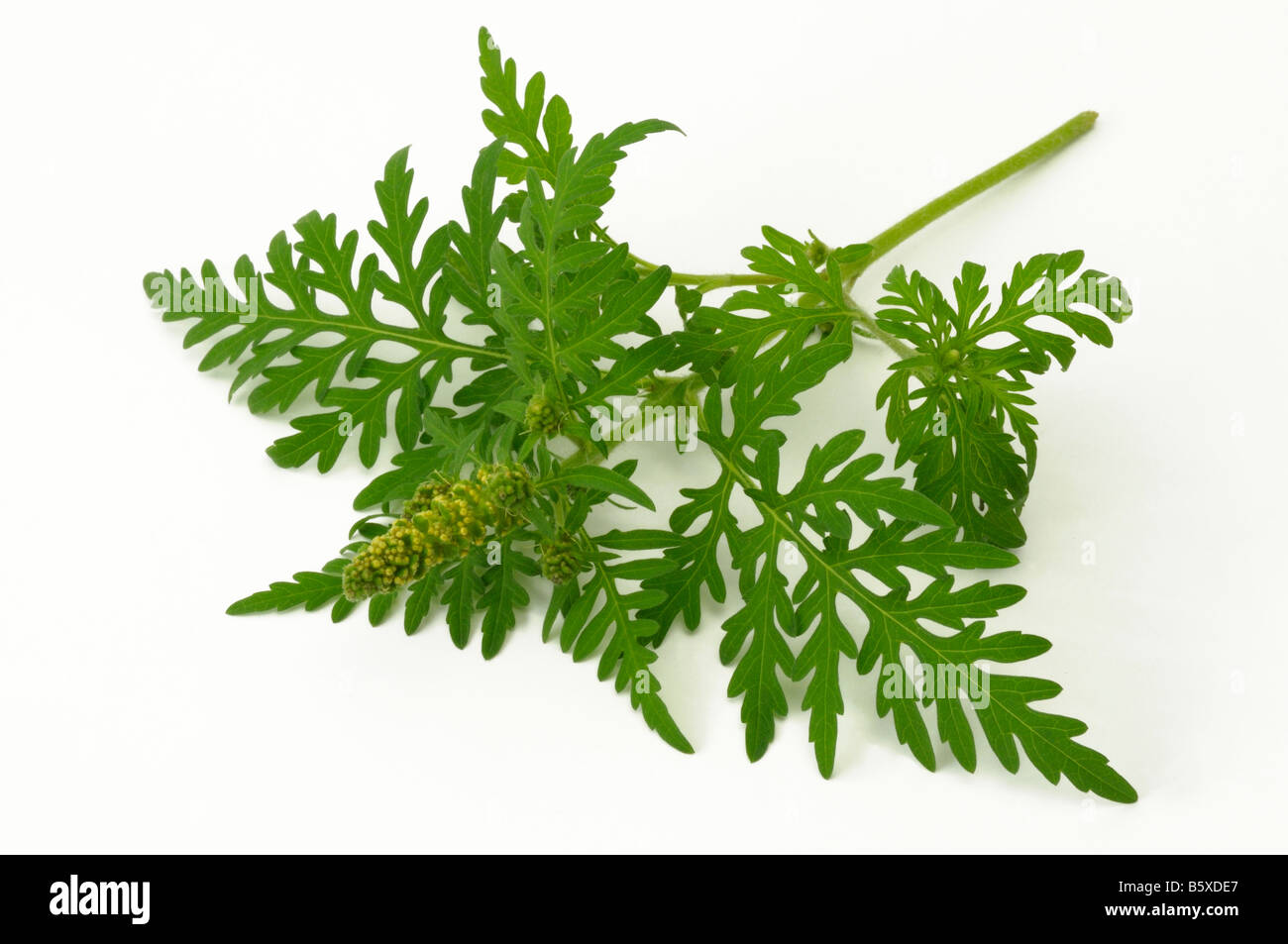 Annual Ragweed, Common Ragweed (Ambrosia artemisiifolia). Twig with ...