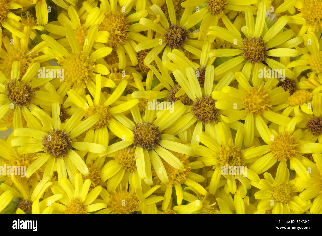 Senecio squalidus hi-res stock photography and images - Alamy