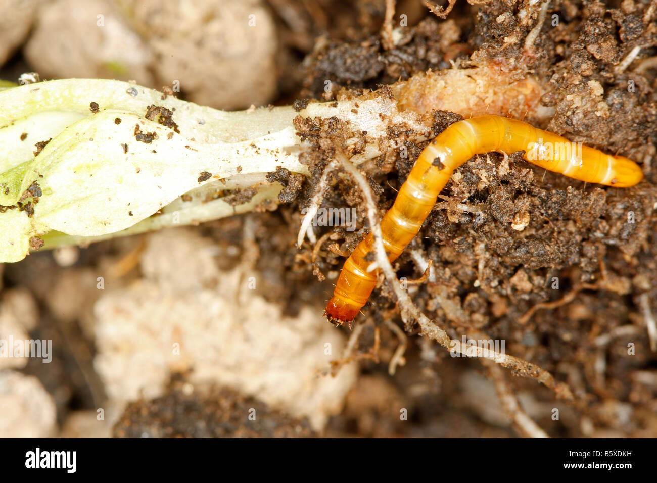 Root beetle hi-res stock photography and images - Alamy