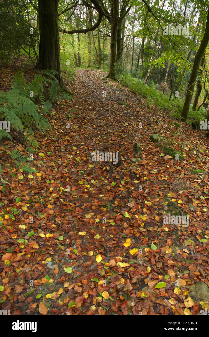 Rural path shaded by trees hi-res stock photography and images - Alamy