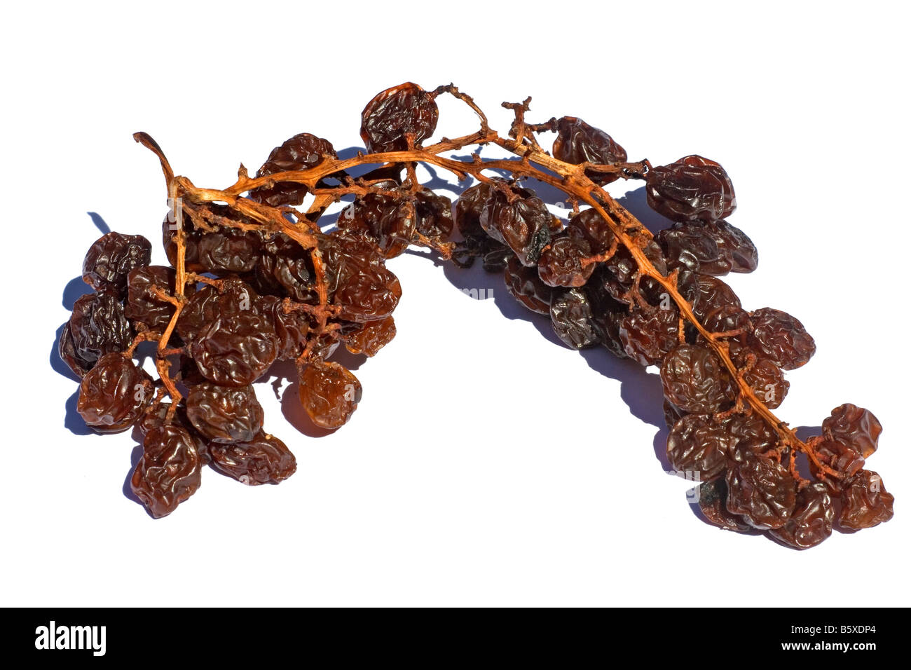 Raisins on the vine Stock Photo - Alamy