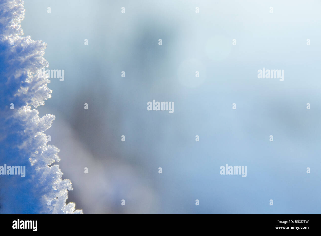 Ice crystals covering a tree Stock Photo - Alamy