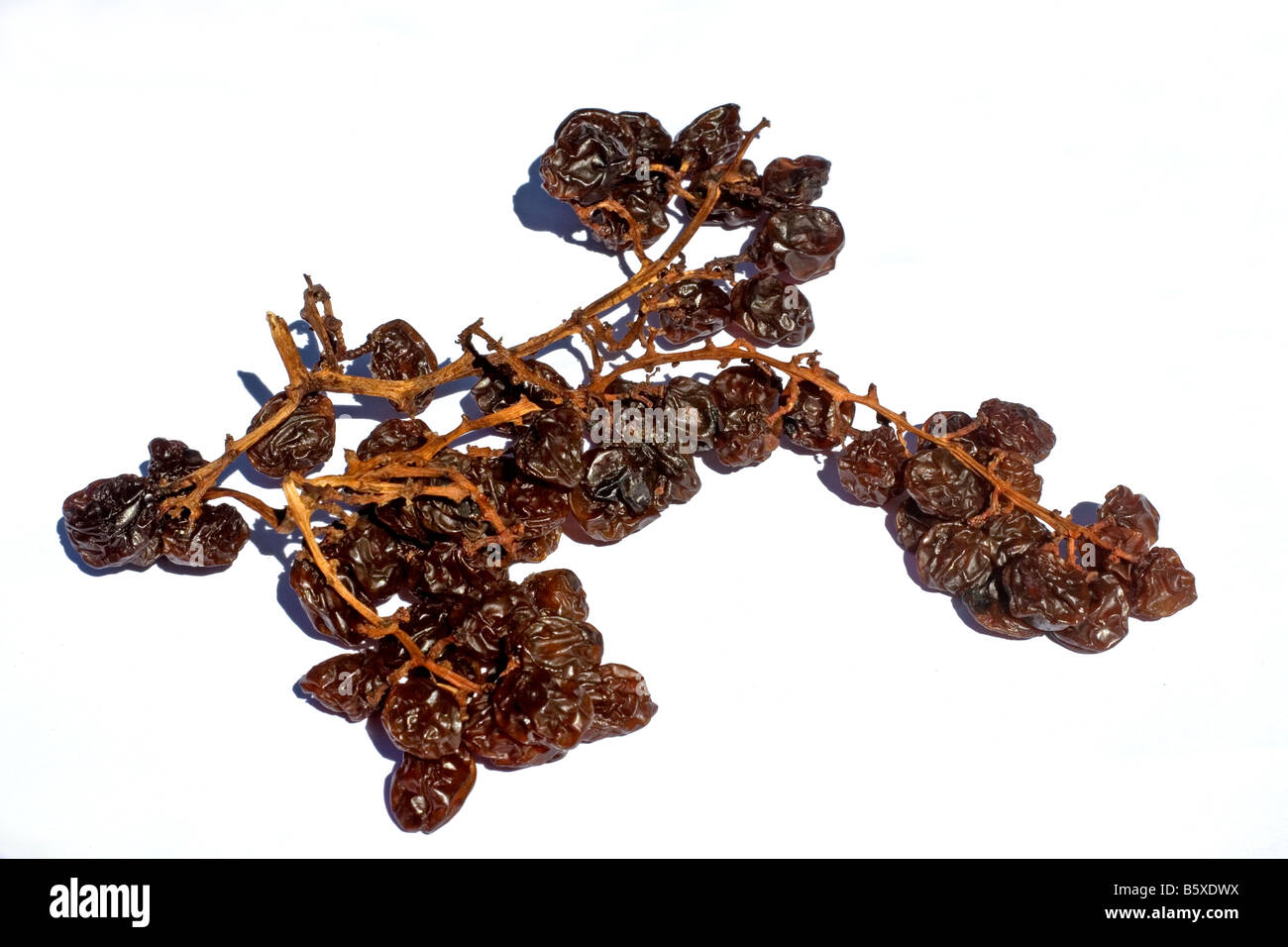 Raisins on the vine Stock Photo - Alamy