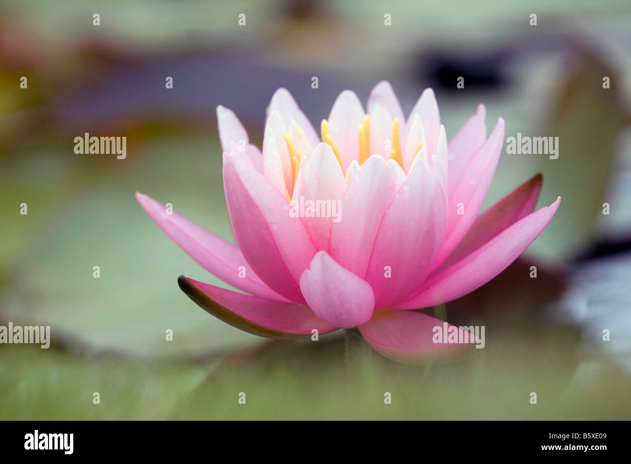 Kingdom of water lily hi-res stock photography and images - Alamy