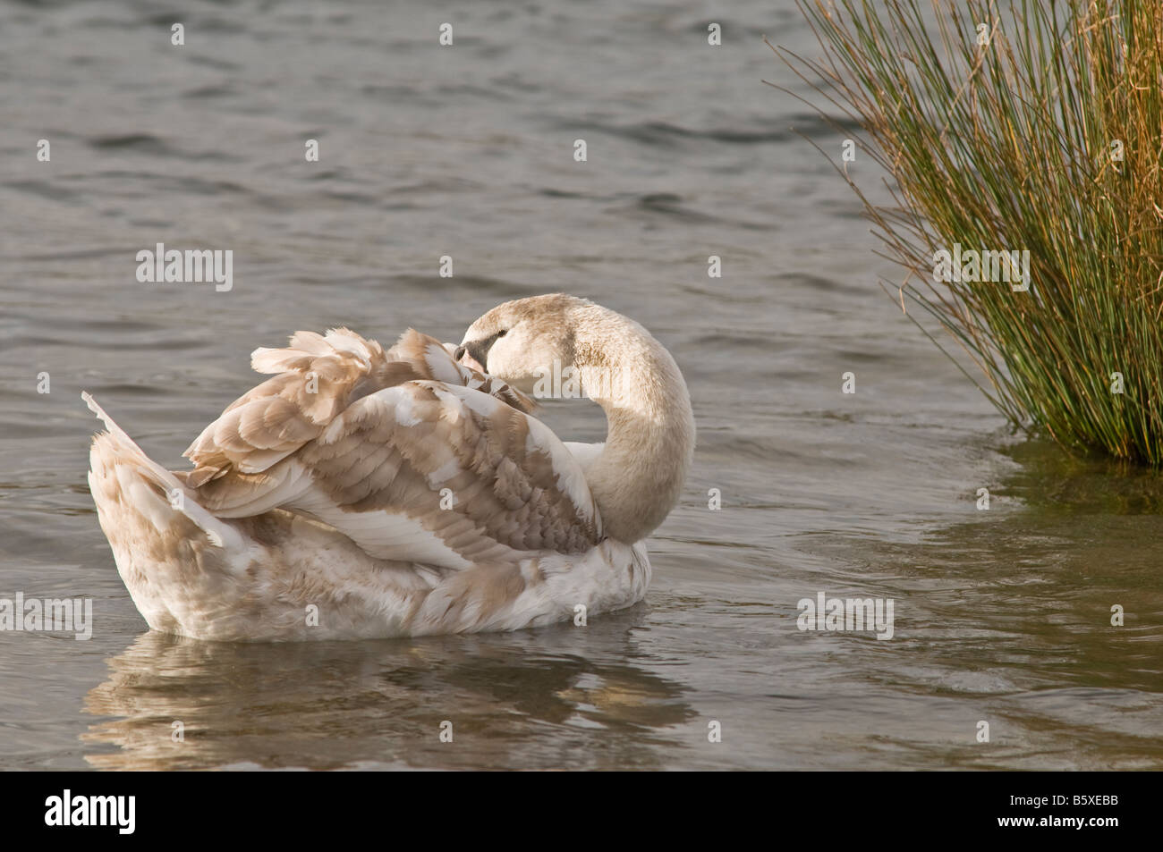 Cygnet preening hi-res stock photography and images - Alamy