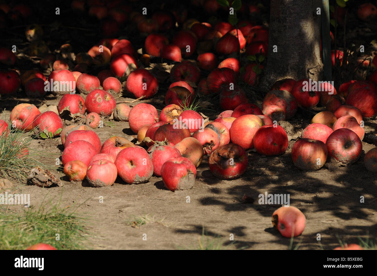 Weather damaged apples hi-res stock photography and images - Alamy