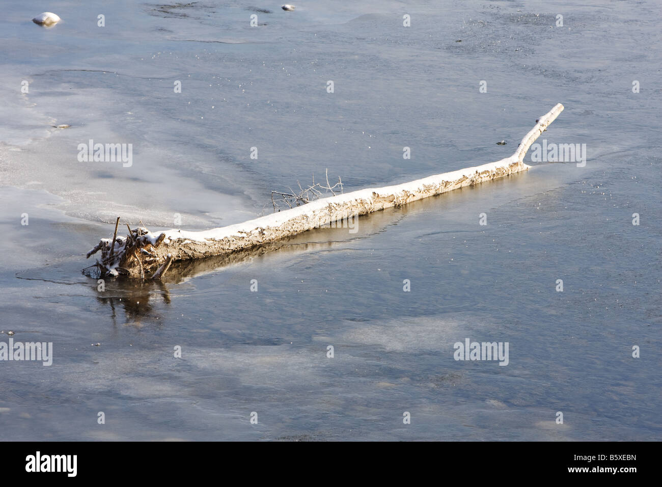 A broken off tree floating down a river Stock Photo - Alamy