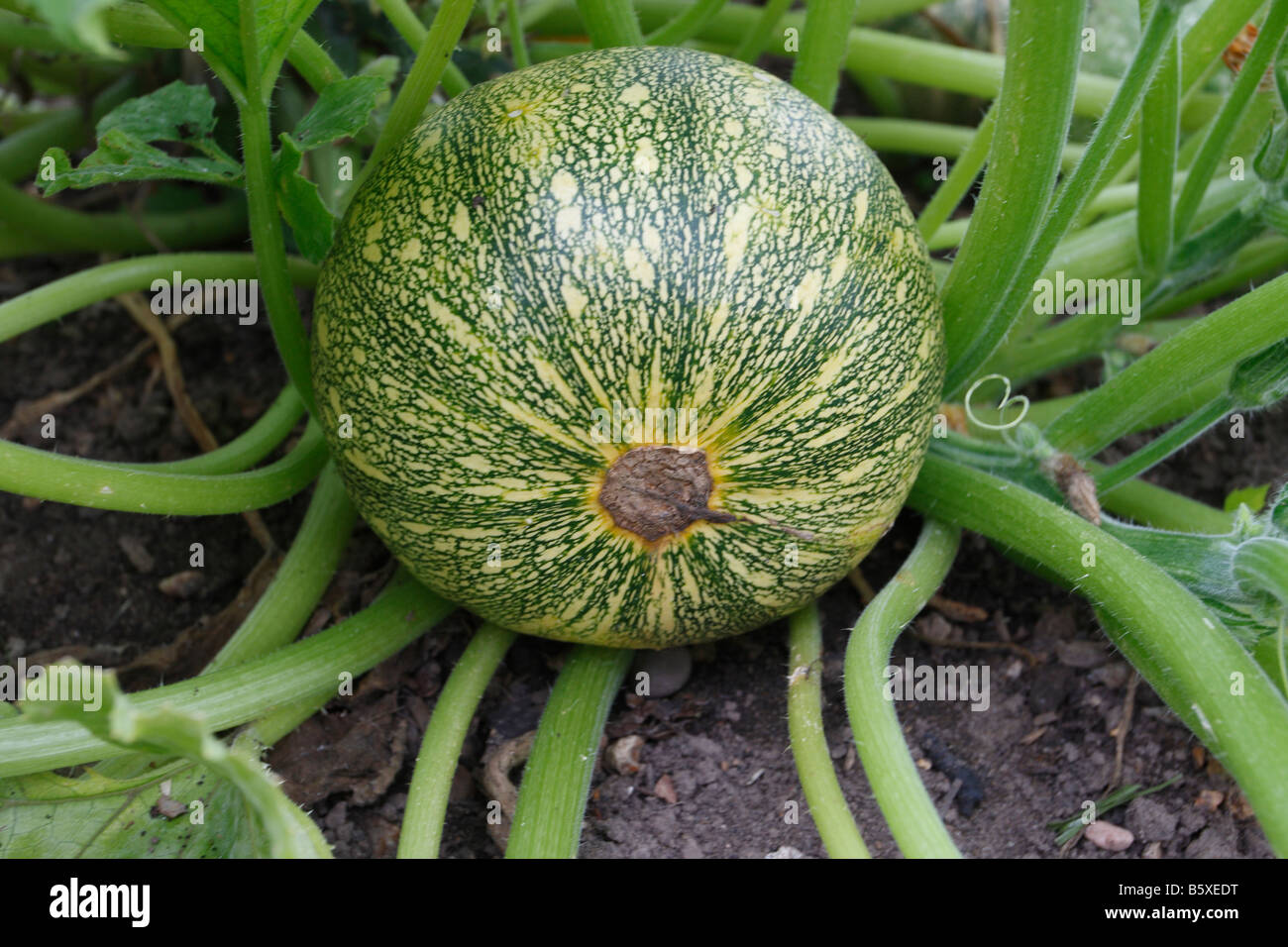 COURGETTE Rhondo di nizza CLOSE UP OF MATURE FRUIT Stock Photo - Alamy