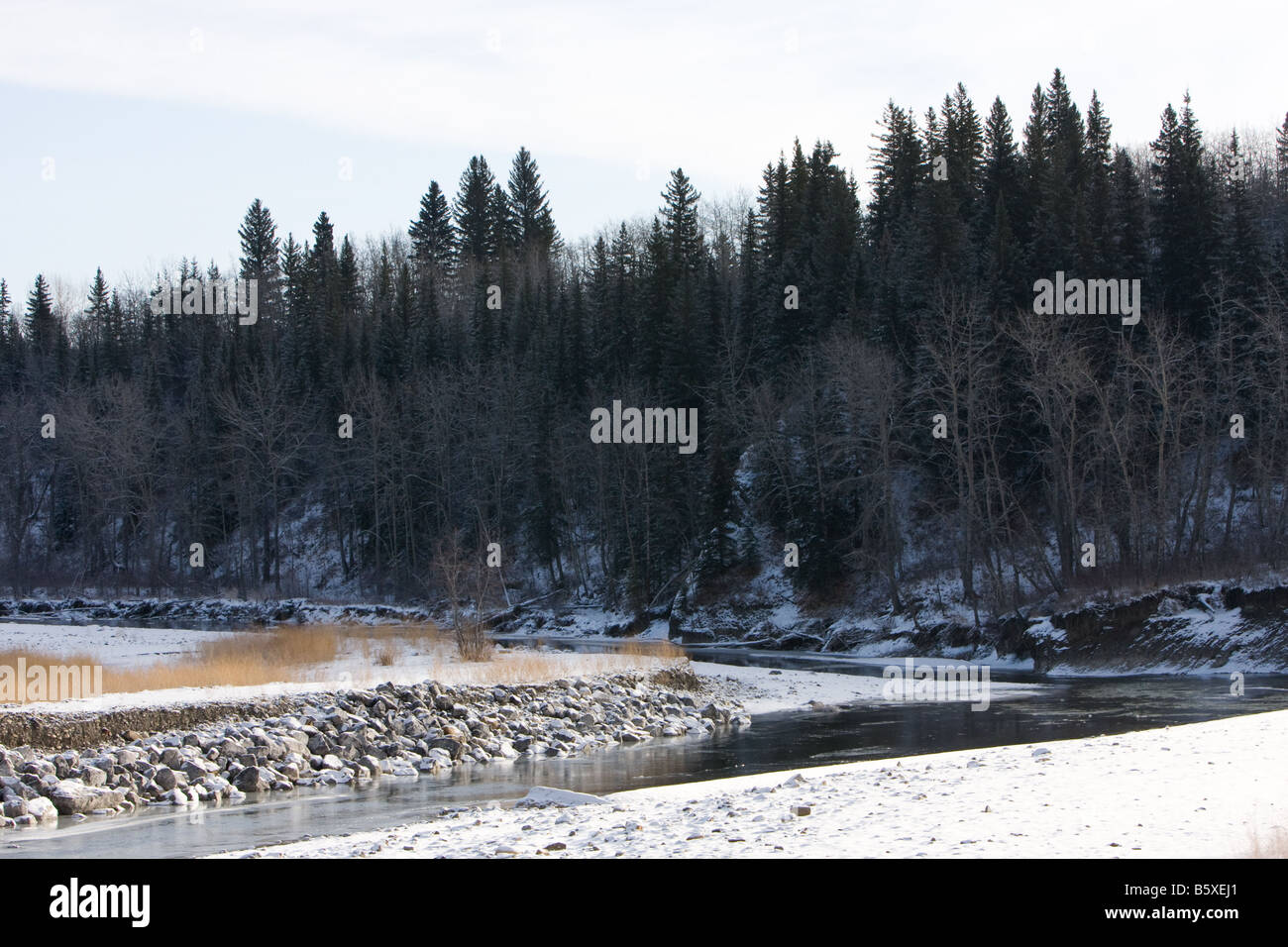 A landscape shot of a winding river in the winter with evergreen trees ...