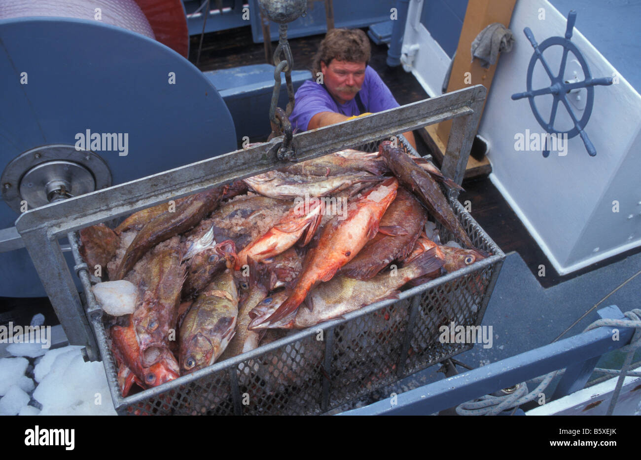 Fisherman unloading fishes at the Harbour in Bodega Bay California USA ...