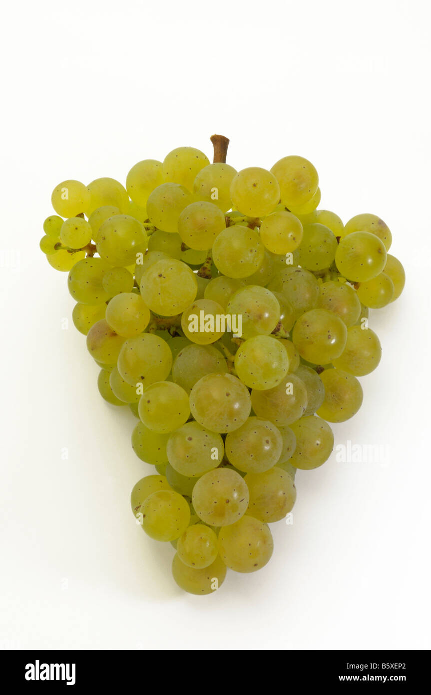 Riesling grape variety hi-res stock photography and images - Alamy