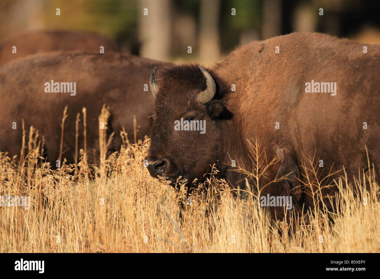 Wyoming american bison bison bison grazing fall vertical portrait ...