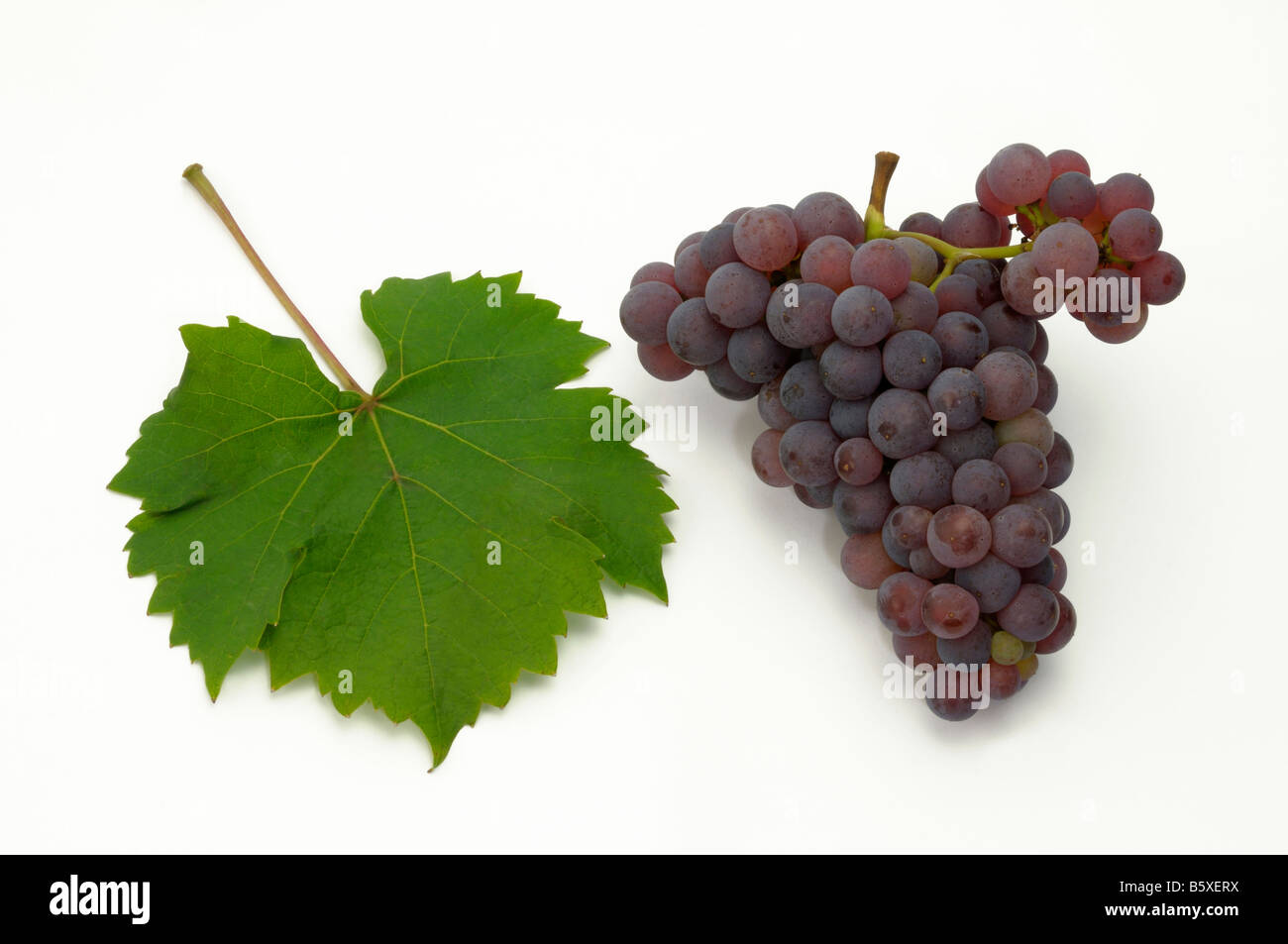 Grape Vine (Vitis vinifera), variety: Red Riesling, grape and leaf ...