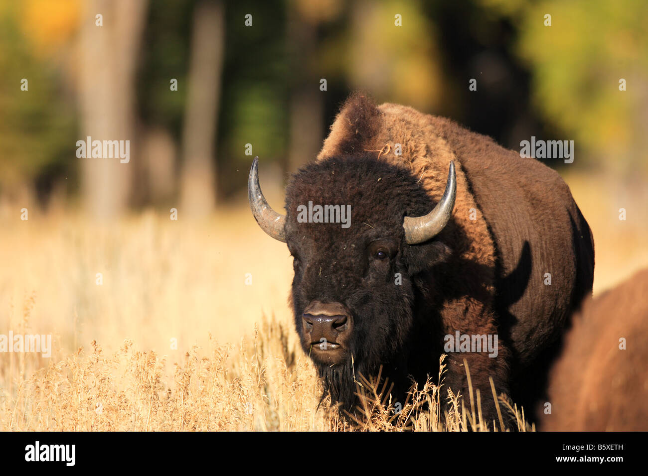 American Bison grazing in fall Stock Photo - Alamy