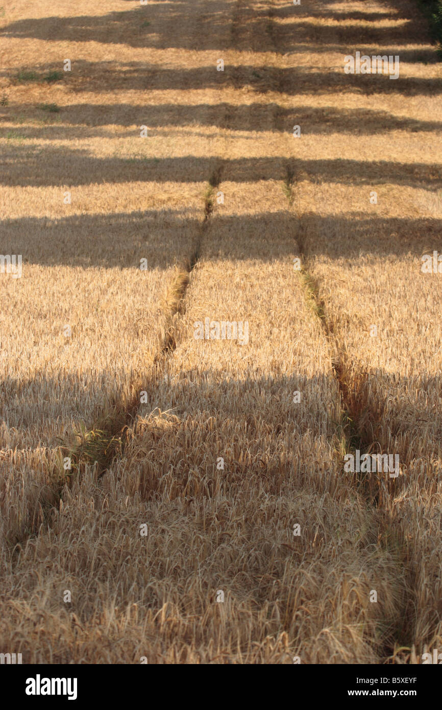Tractor lines in barley hi-res stock photography and images - Alamy