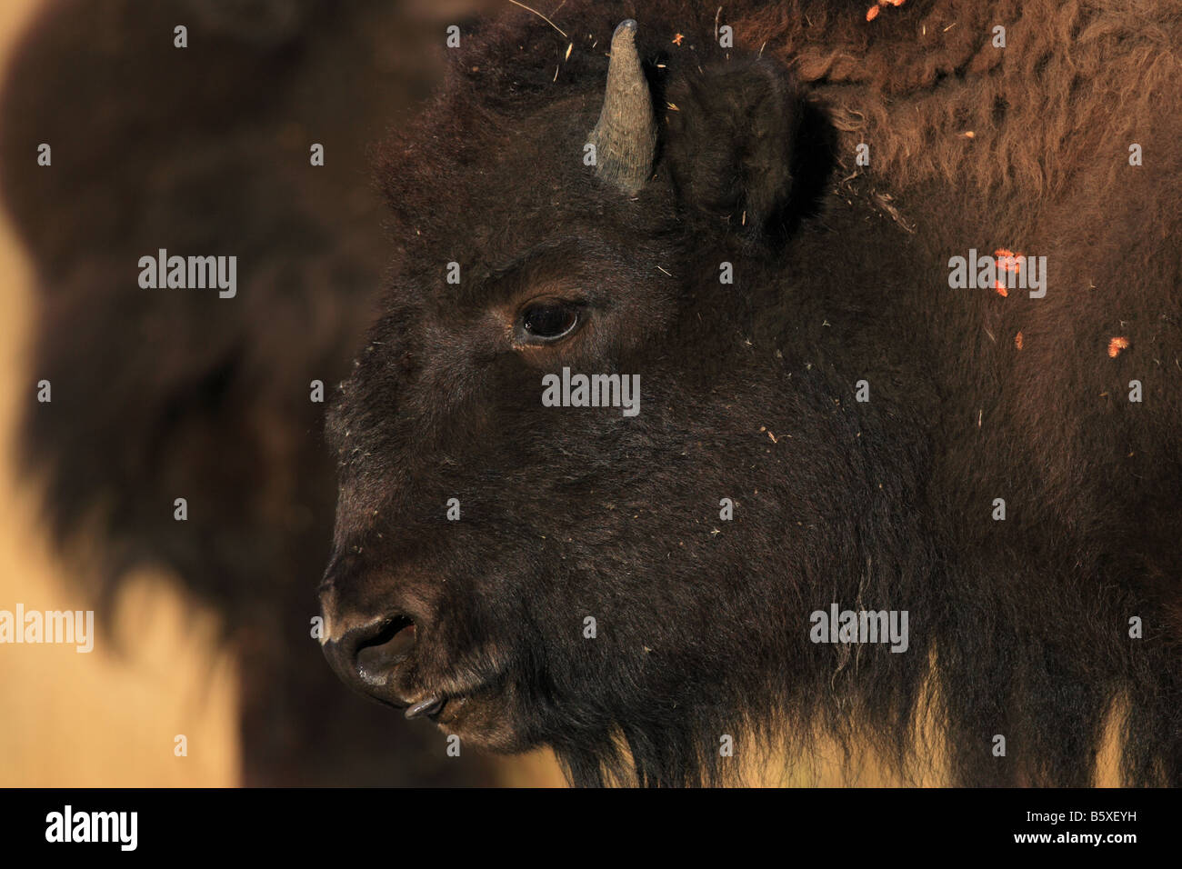American Bison grazing in fall Stock Photo - Alamy
